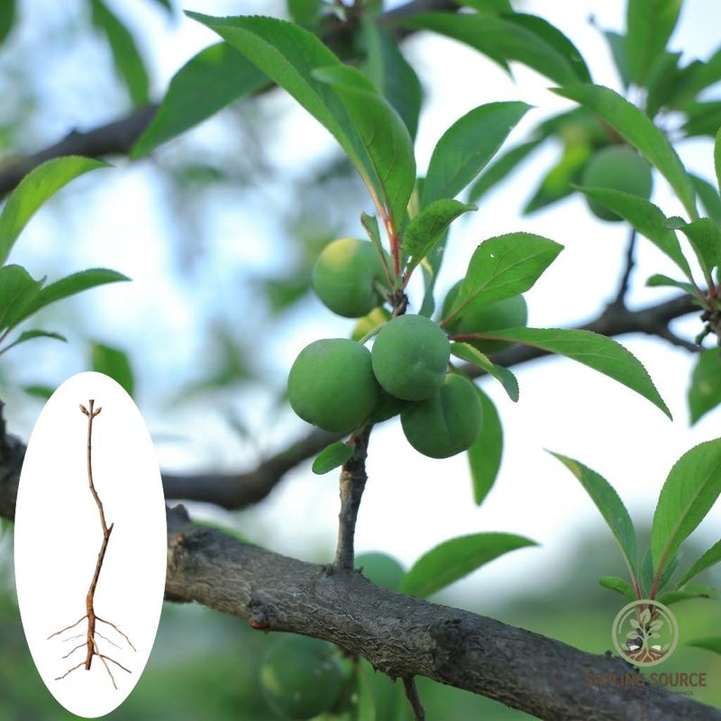 Plum Tree Sapling - Etsy