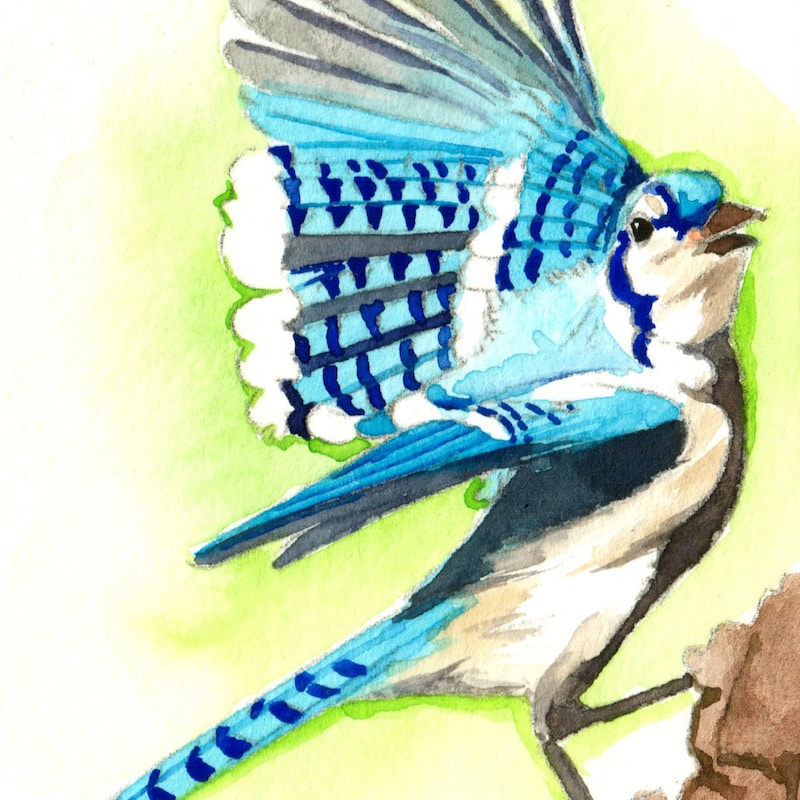Blue Jay Wings - Etsy