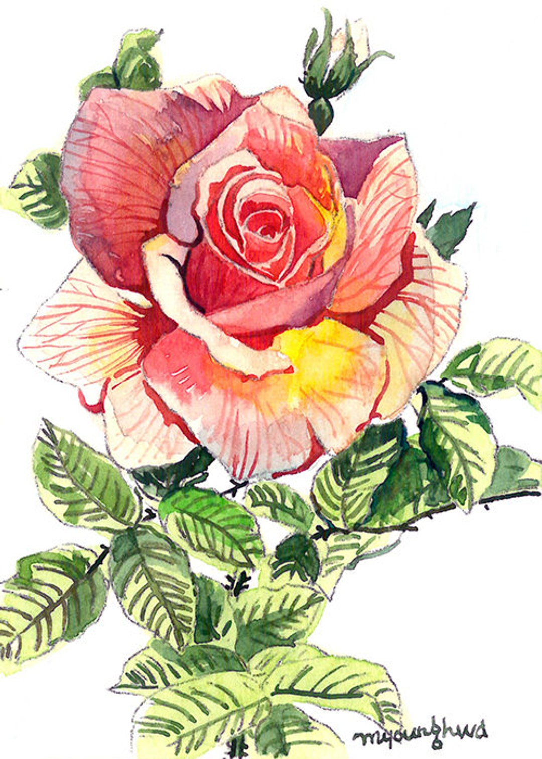 ACEO Limited Edition 2/50- Rose in May, Art Print of an Original ...