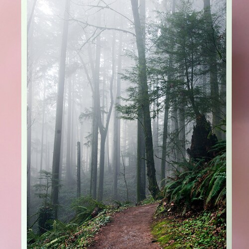 Forest Art.portland.oregon.forest Park.wall Decor.wildwood - Etsy