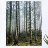 Forest Wall Art.oregonart.decor.large Photo Print.mist.pacific ...