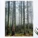 Forest Wall Art.oregonart.decor.large Photo Print.mist.pacific ...