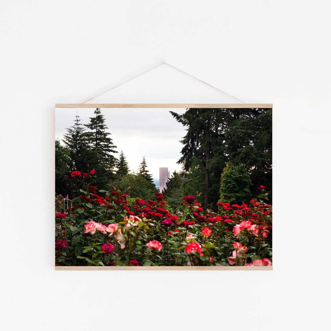 Portland Art.rose Garden.big Pink.oregon.cityscape.pnw.several SIZES ...