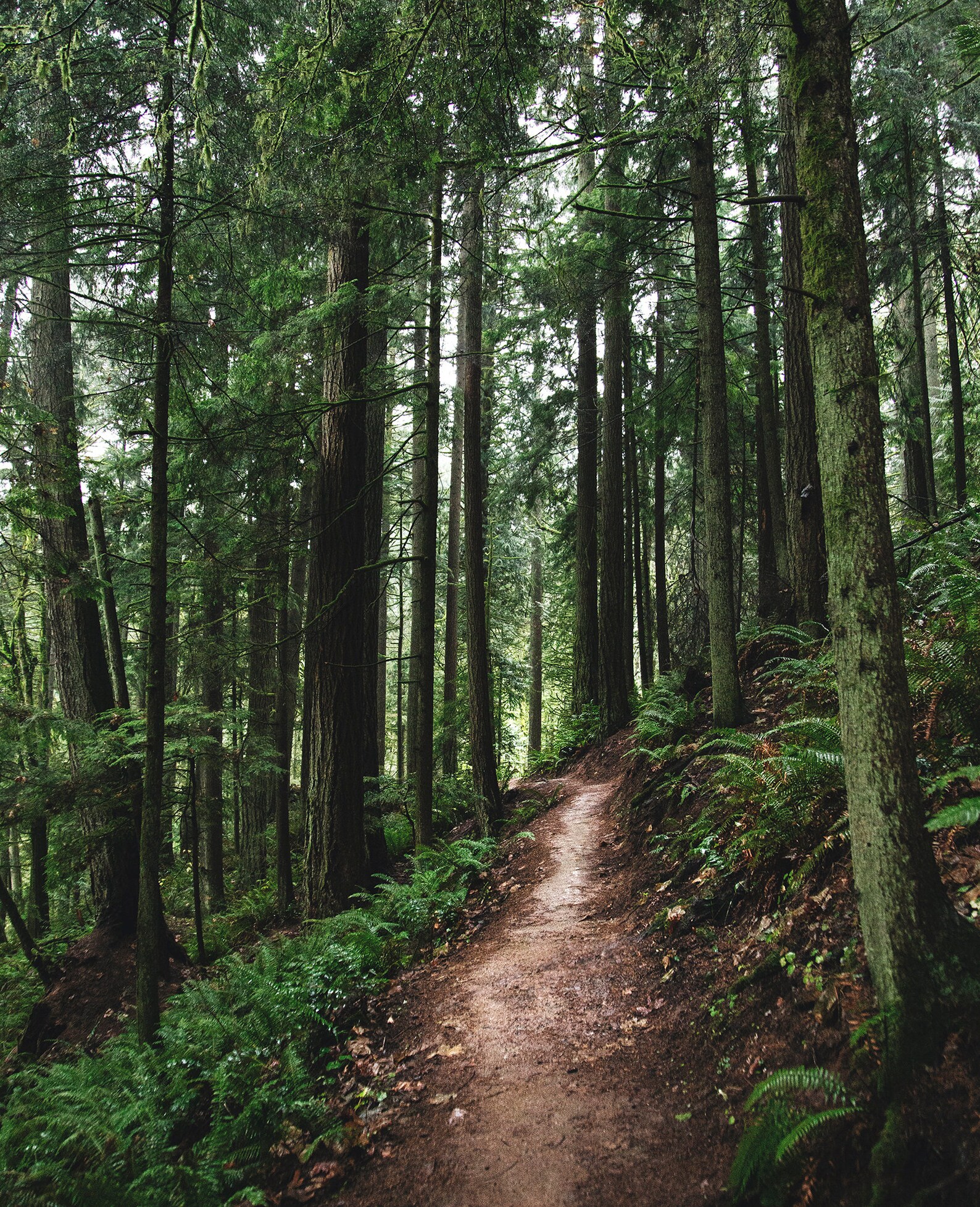 Forest Art.portland.oregon.forest Park.wall Decor.wildwood Trail.hiking ...