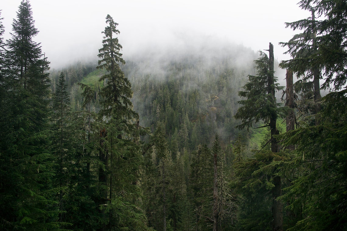 Forest Art.mist.trees.wall Decor.rain Firest.fine Art | Etsy