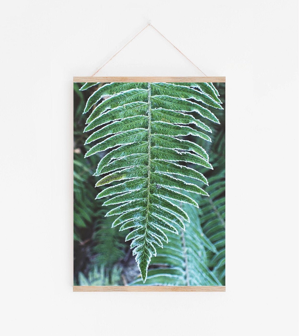 Fern Art Print.oregon.botanical.wall Decor.several SIZES - Etsy
