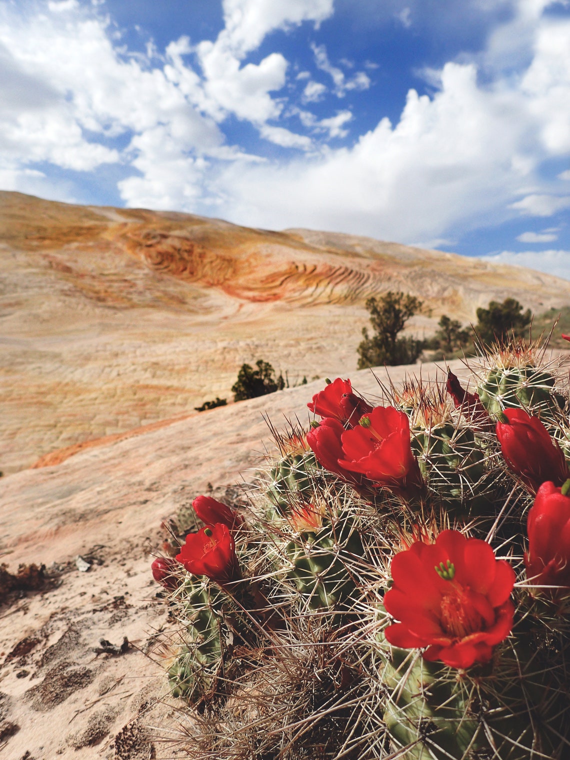 Cactus Flowers.utah.wall Art.desert Art Print.photo Print.utah. Fine ...