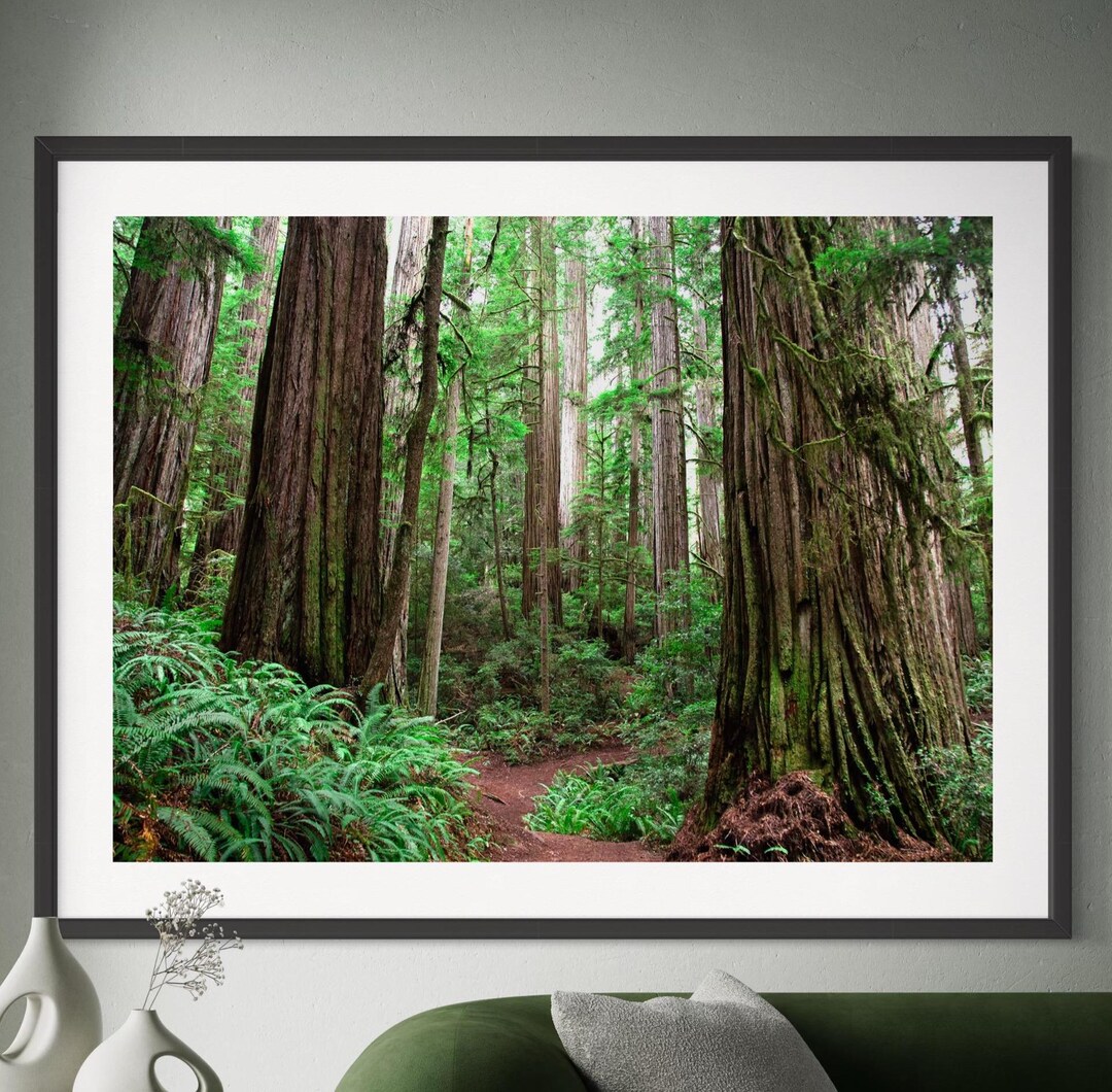 Redwoods Forest Art Print. California. Trail. SEVERAL SIZES - Etsy