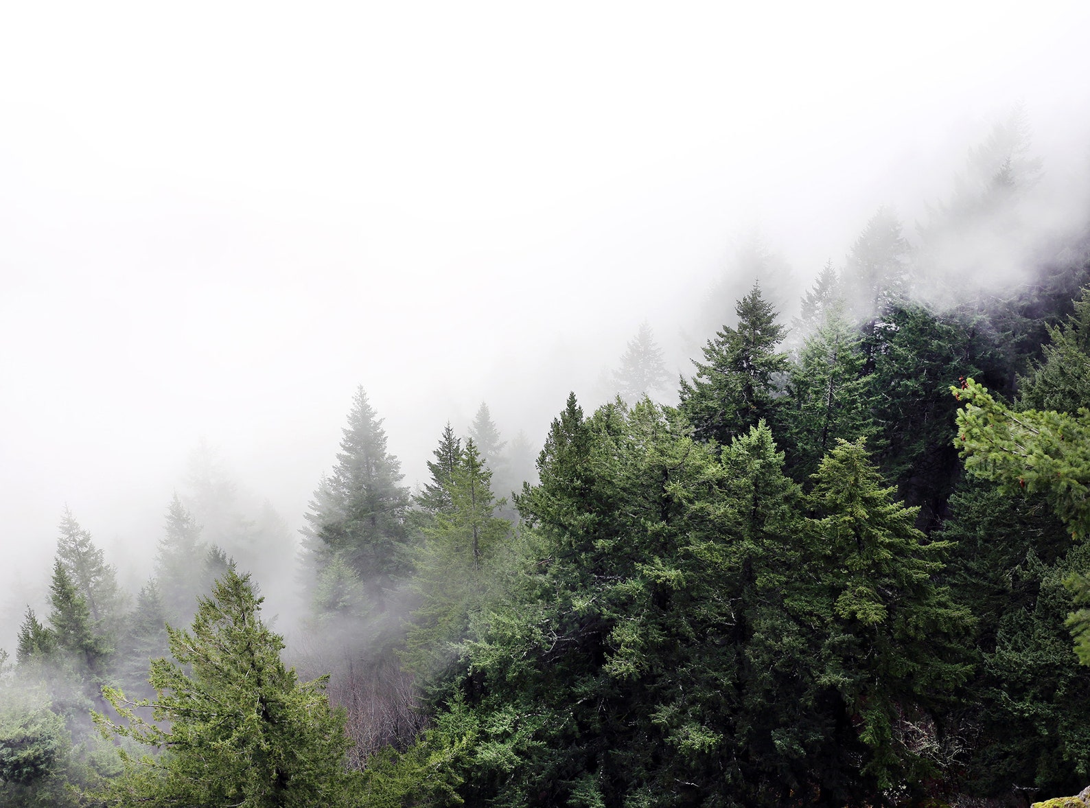 Forest Art.mist.trees.wall Decor.fine Art - Etsy