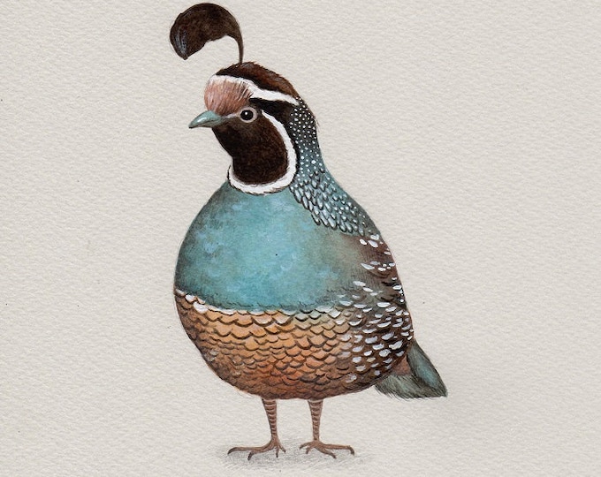 Quail Art Print From an Original Watercolour Painting by Irene Owens - Etsy