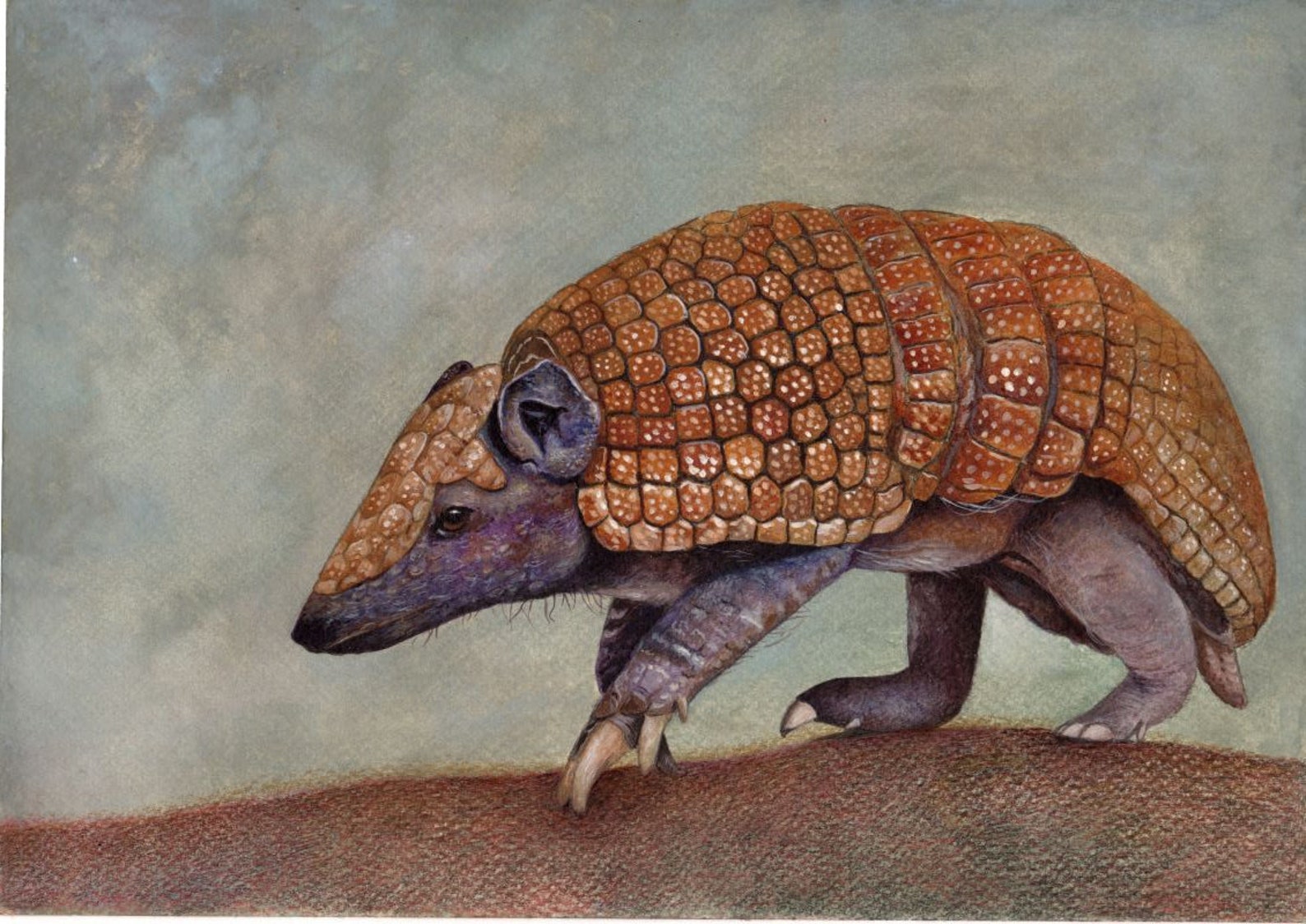 Armadillo ART Print - Etsy
