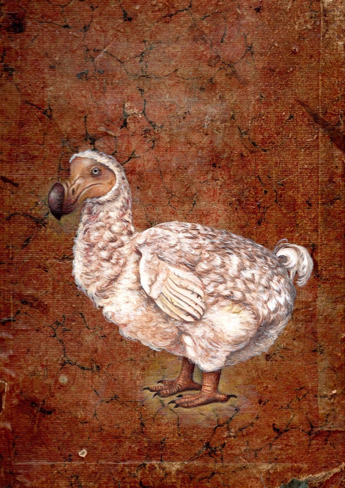 DODO Print From an Original Painting by Irene Owens - Etsy UK