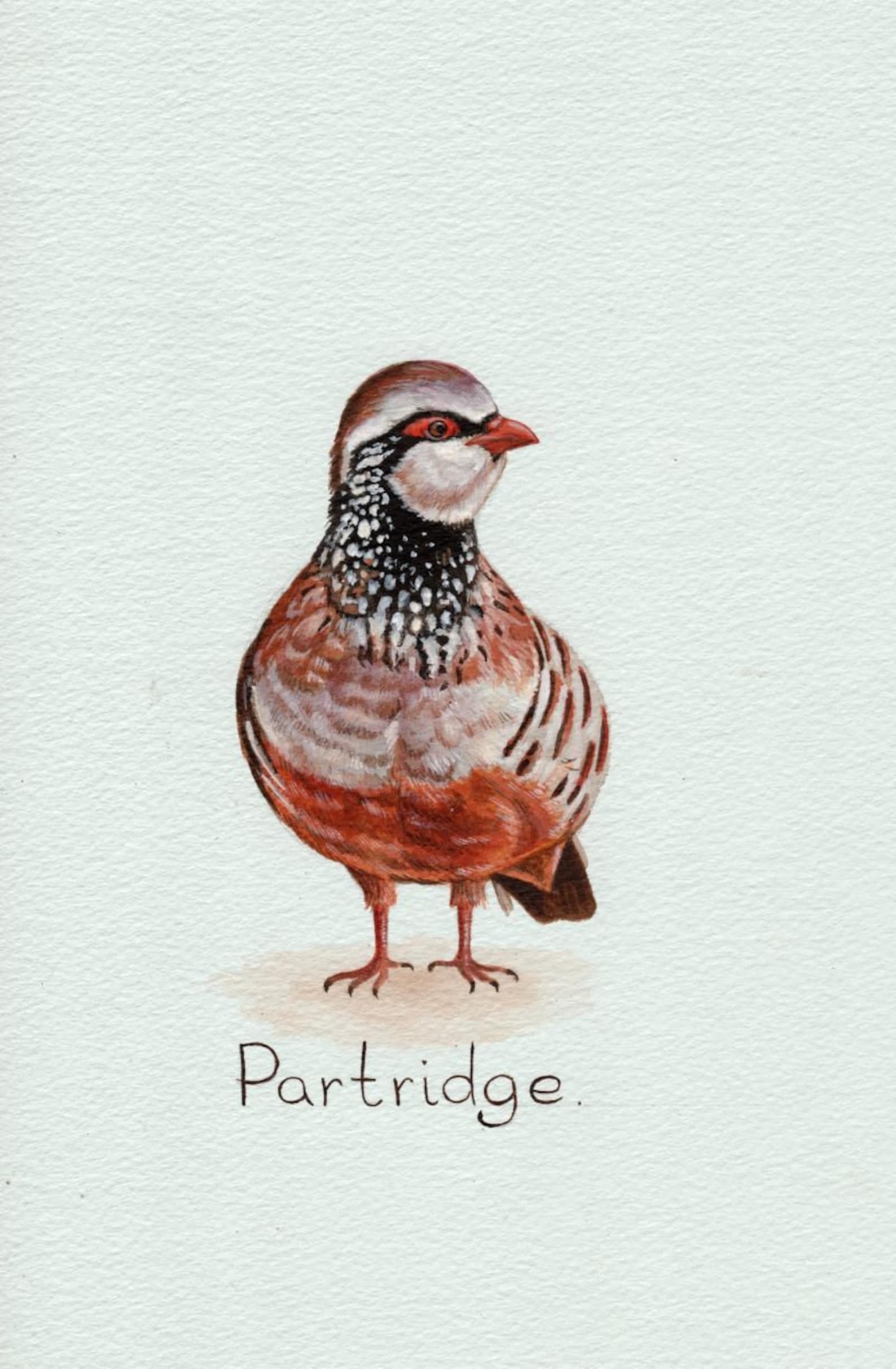 Partridge Art Print From an Original Watercolour Painting by Irene ...