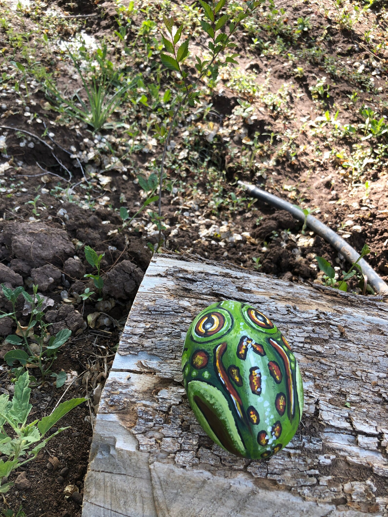 Painted Frog Rock | Etsy