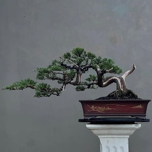 Real Picture Juniper Bonsai Tree Indoor Outdoor Collector Bonsai - Etsy