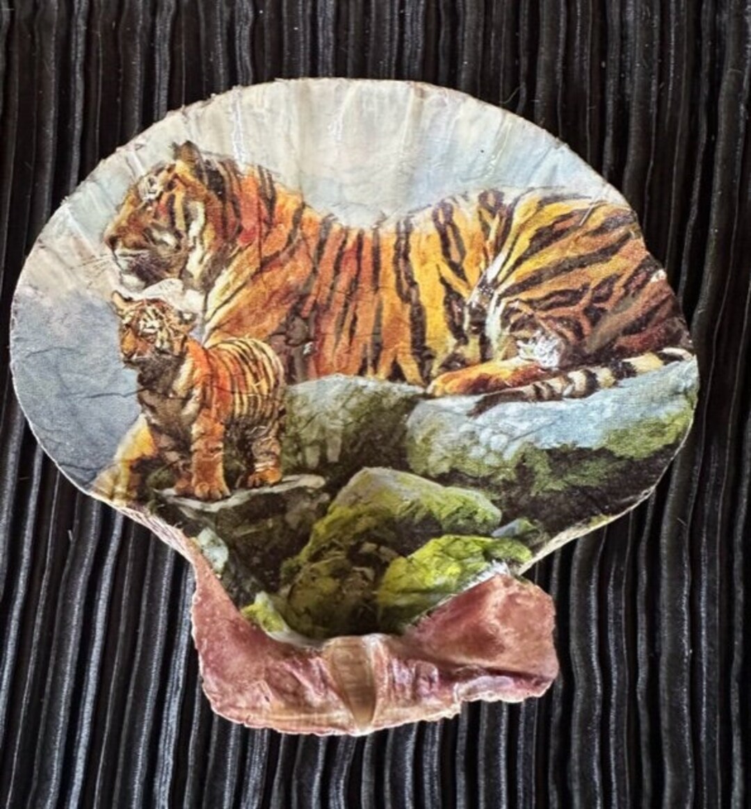 Decoupage Tiger Shell, Decoupage Tiger, Seashell, Jewelry Dish, Tiger ...