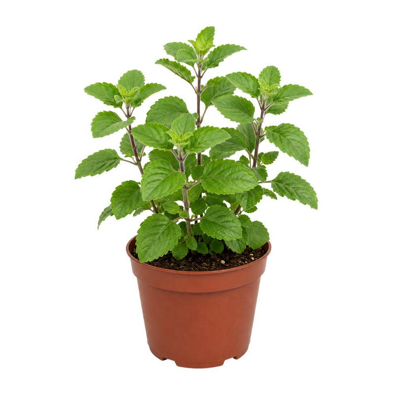 Organic Garden Gift Set - 60+ Gift Ideas for 2026