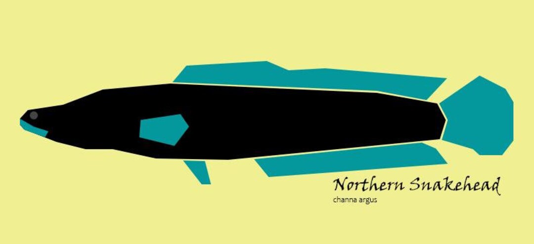 Northern Snakehead - Original Digital Art by Mooch - Etsy