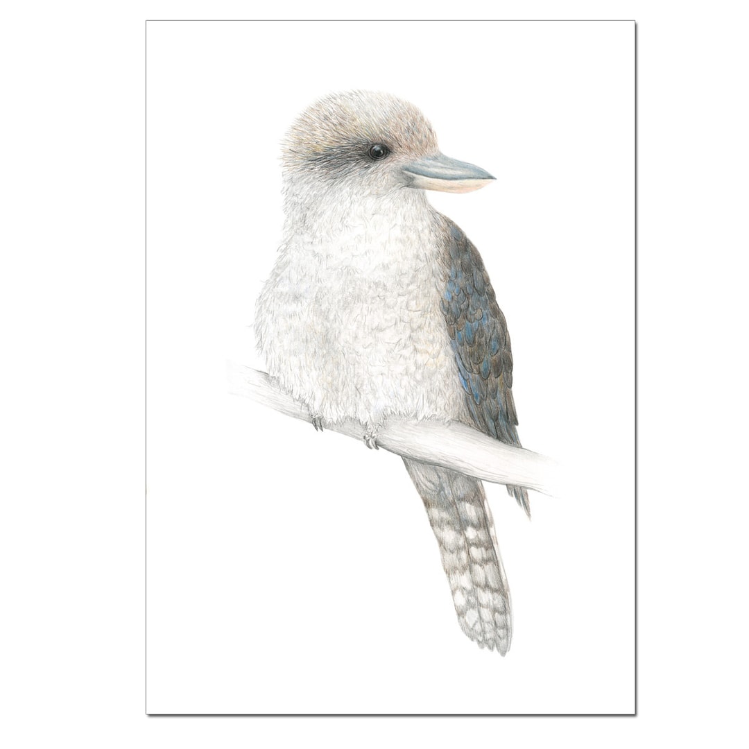 Kookaburra Colour Illustration Australiana Print 3 Sizes - Etsy