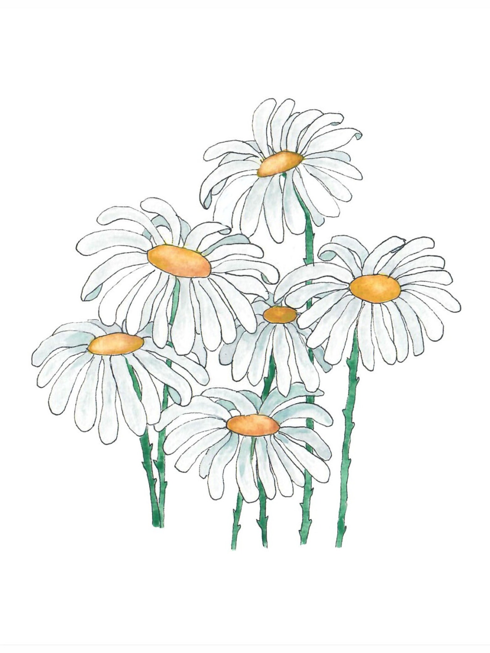 Watercolor Daisy Note Card Set: Floral Stationery (set of Ten) - Etsy