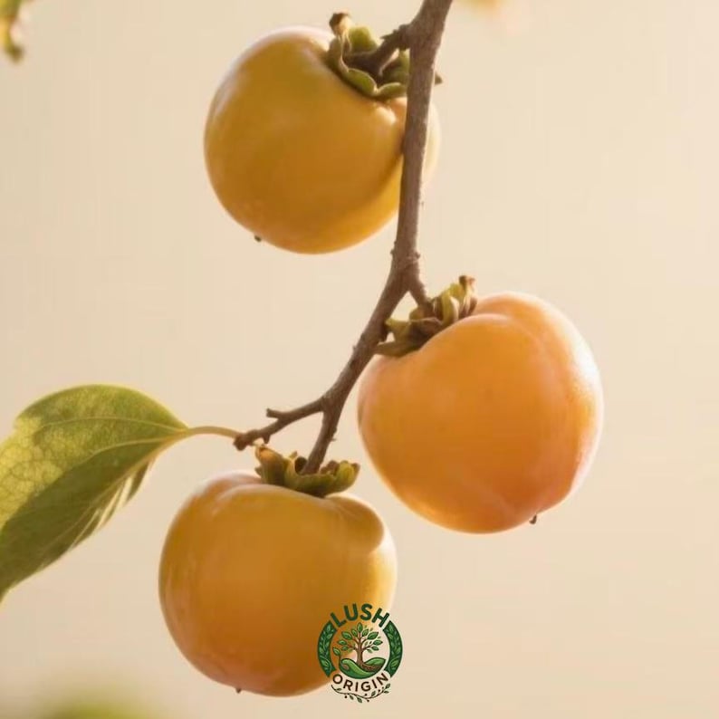 Rare White Jade Persimmon Tree – Sweet Exotic Fruit Seedling, Live ...