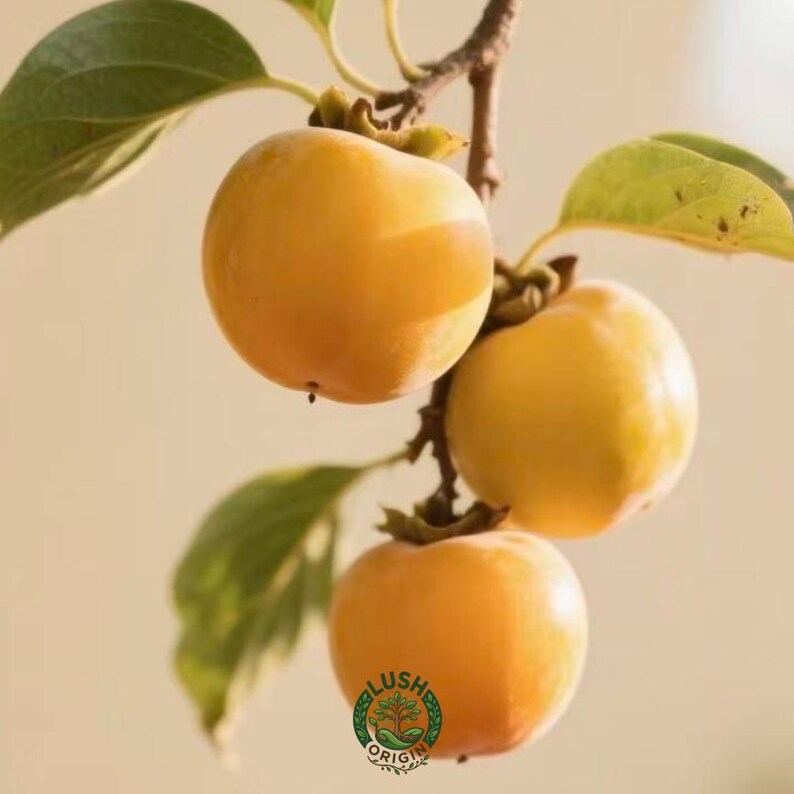 Rare White Jade Persimmon Tree – Sweet Exotic Fruit Seedling, Live ...