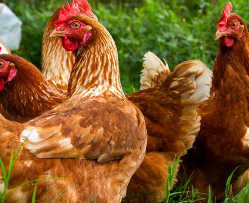 Layer Hen FARMING Ebook: BACKYARD Chicken Guide and Raising Hens for ...