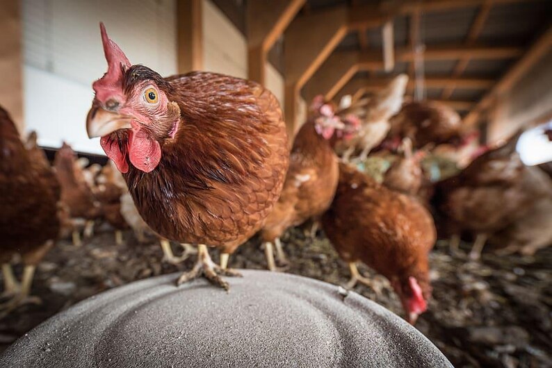 Layer Hen FARMING Ebook: BACKYARD Chicken Guide and Raising Hens for ...