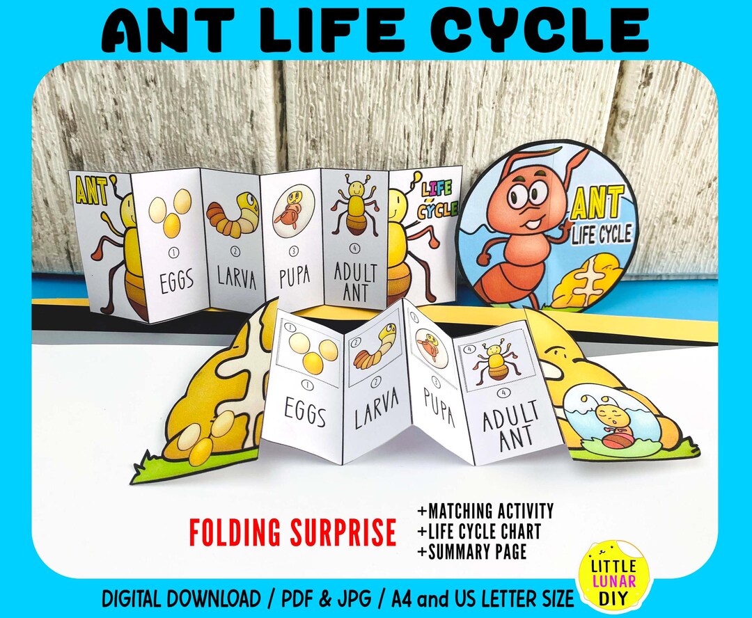 Ant Life Cycle Folding Surprise: Nature Study Science Activity for Kids ...