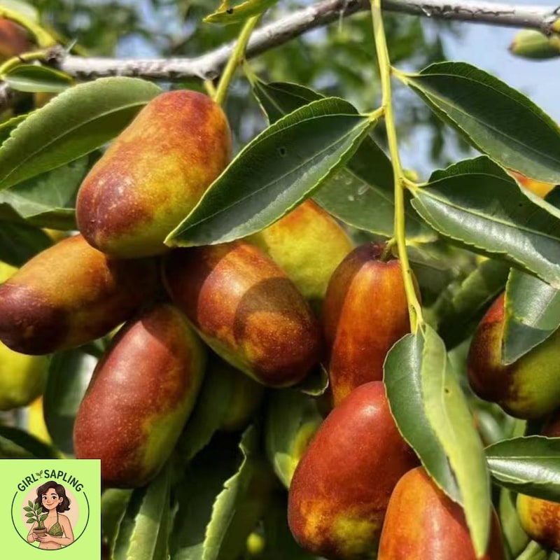 Live Fruit Tree Sapling - Etsy