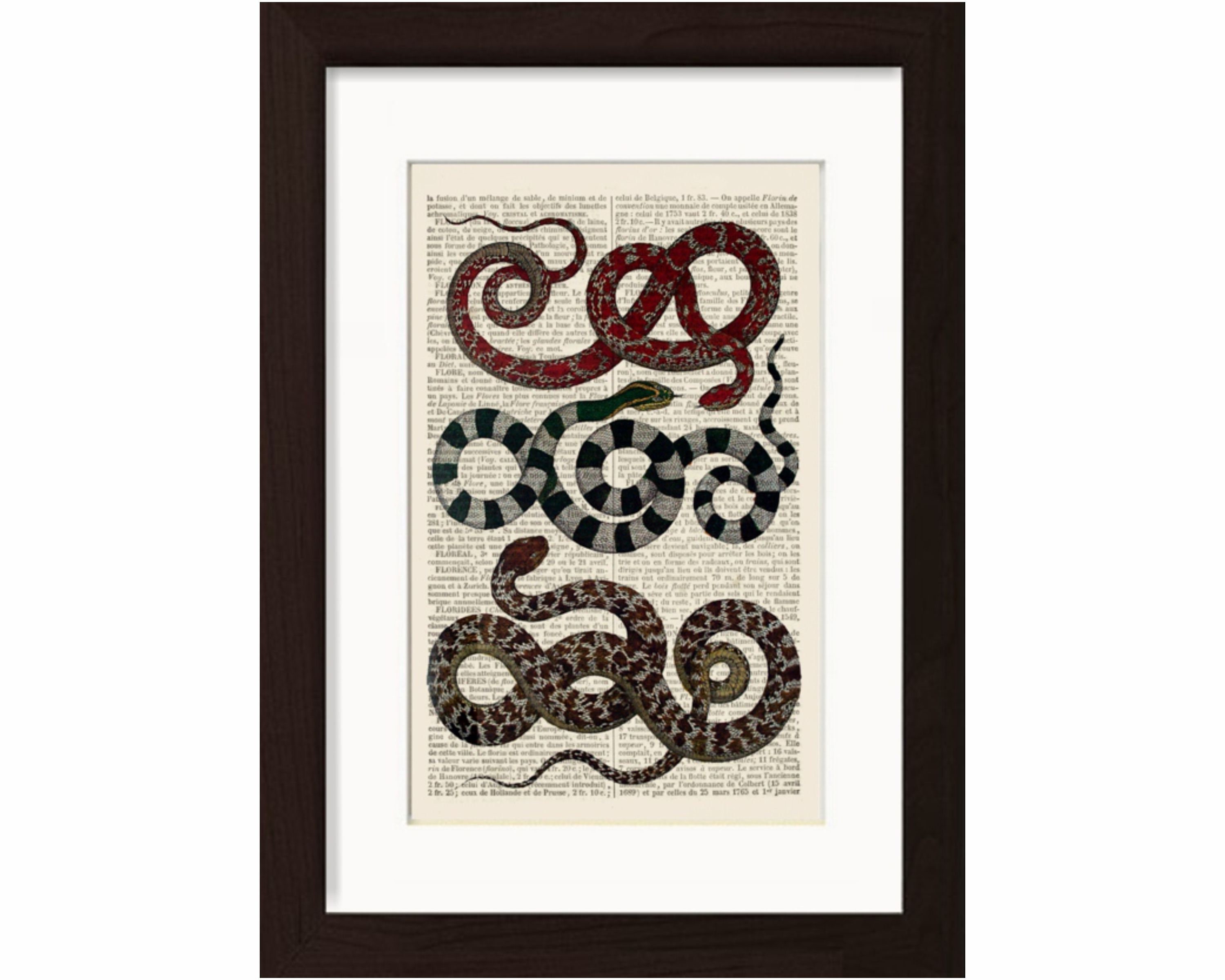 Reptile Vintage Snake engraving on upcycled French English | Etsy