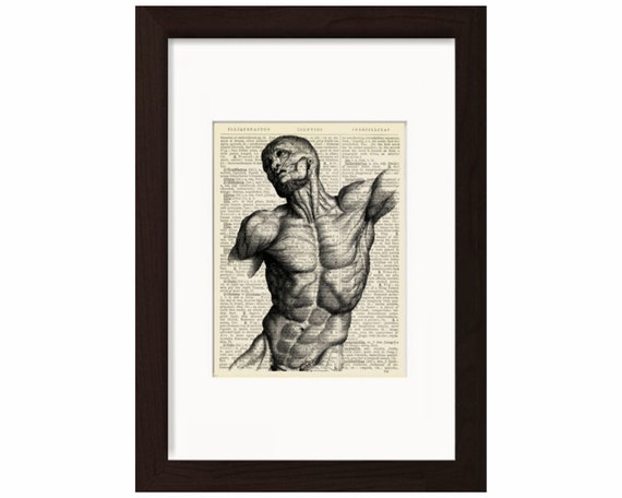 Anatomy Print Full Torso With Muscles Print on Vintage | Etsy