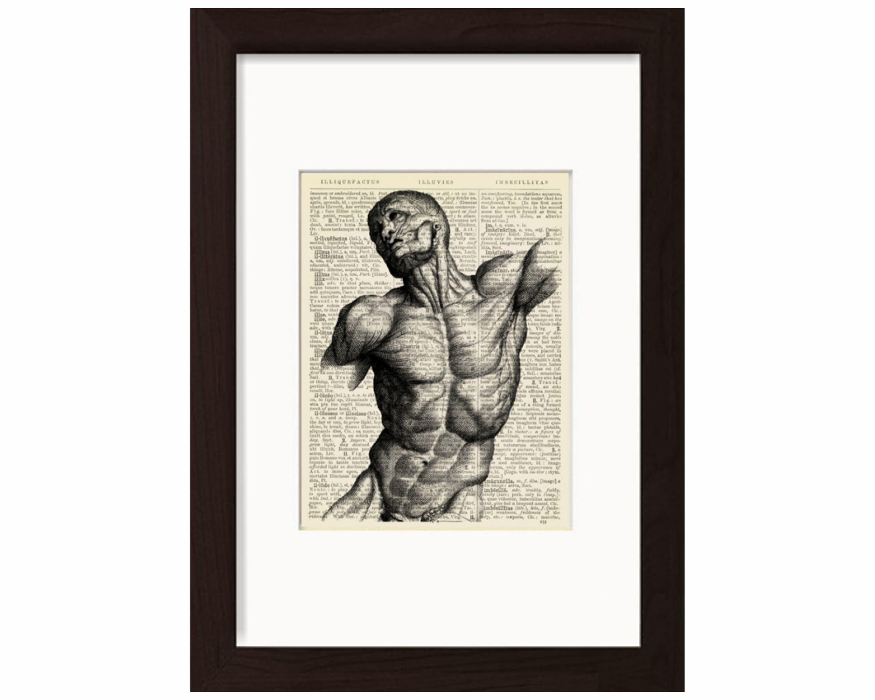 Anatomy Print Full Torso With Muscles Print on Vintage | Etsy