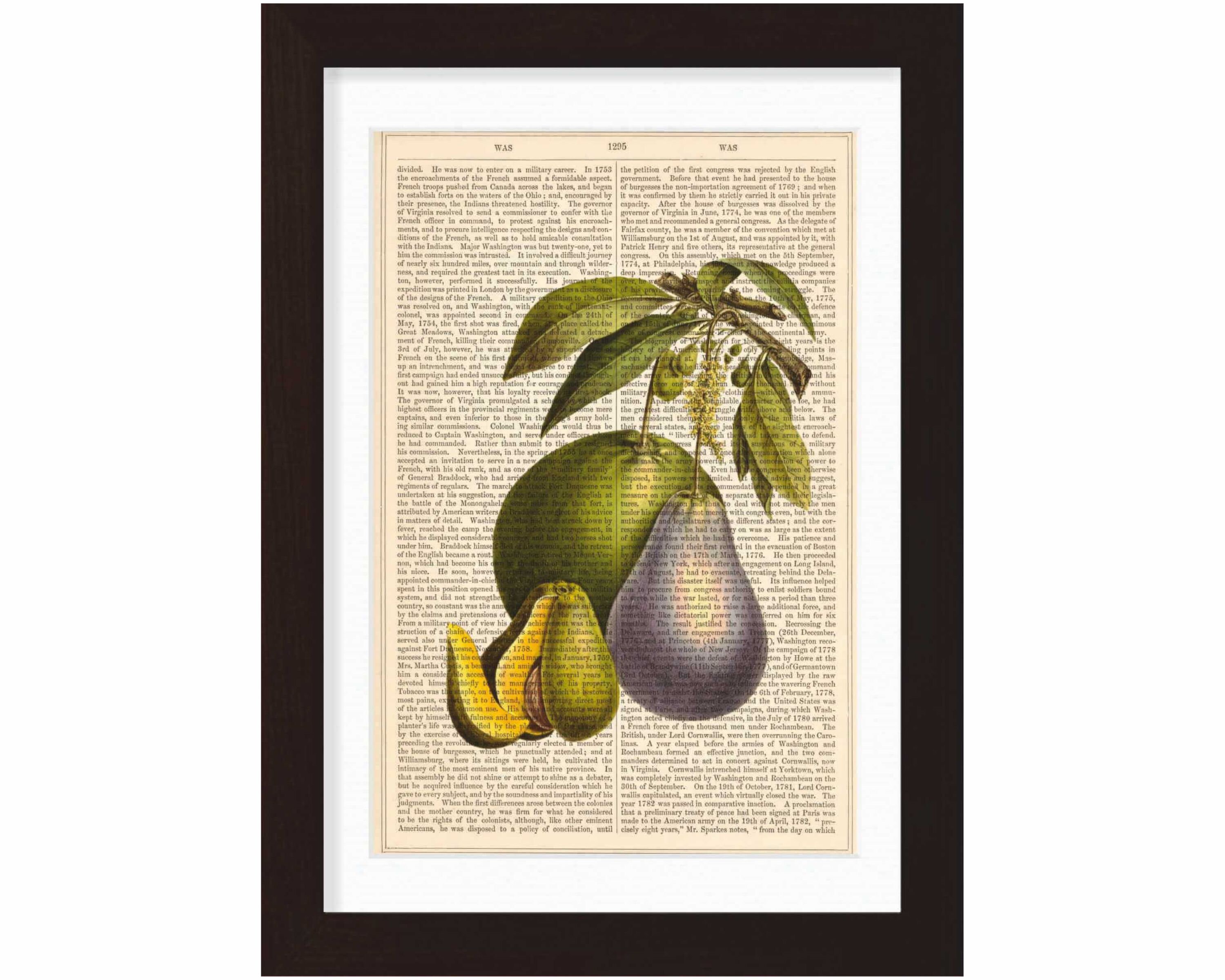 Vintage Avocado Illustration