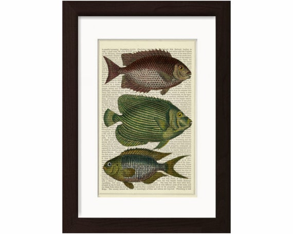 Indian Ocean Fish Antique engraving Print on Vintage | Etsy