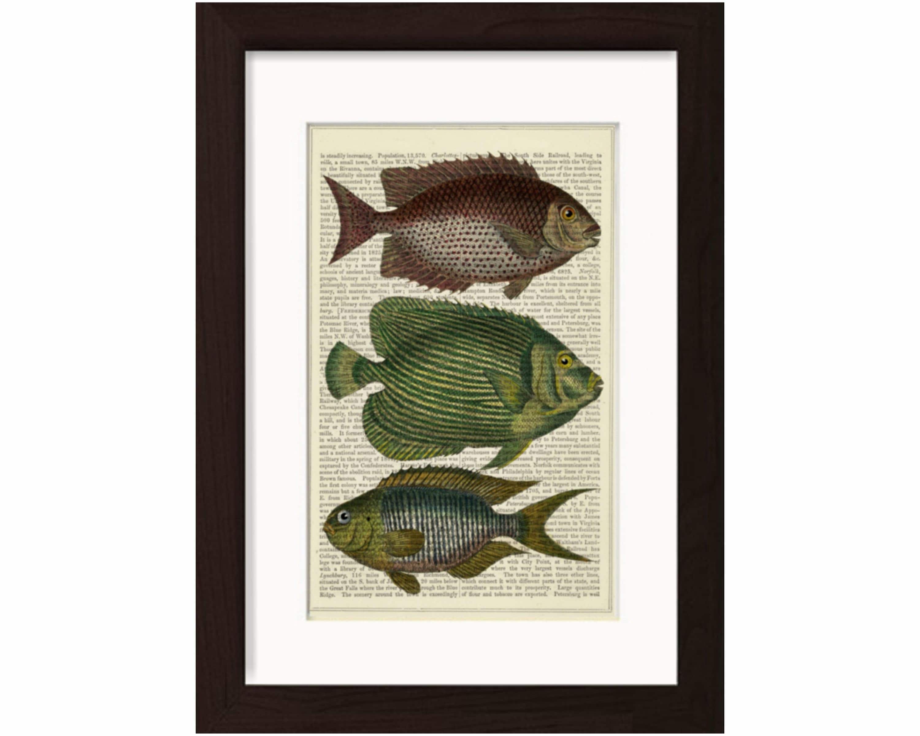 Indian Ocean Fish Antique engraving Print on Vintage | Etsy