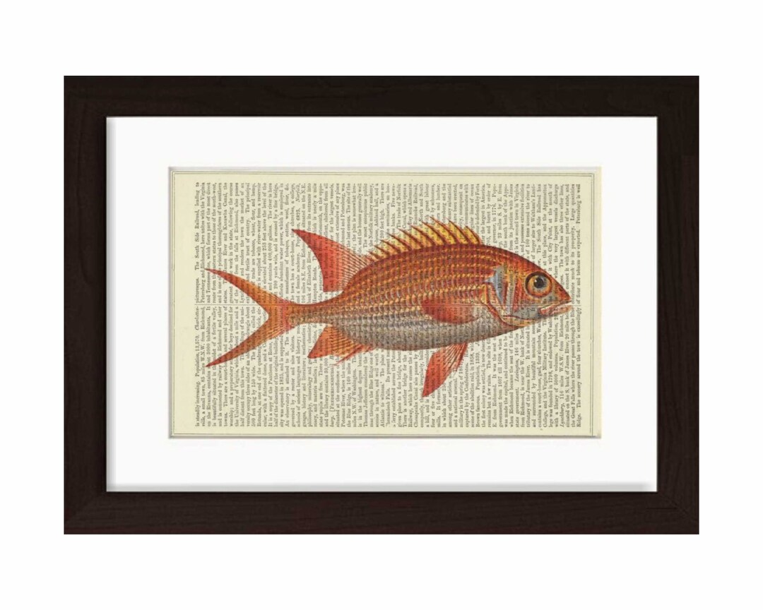 Tropical Indian Ocean Fish Engraving Print on Vintage Upcycled Page - Etsy