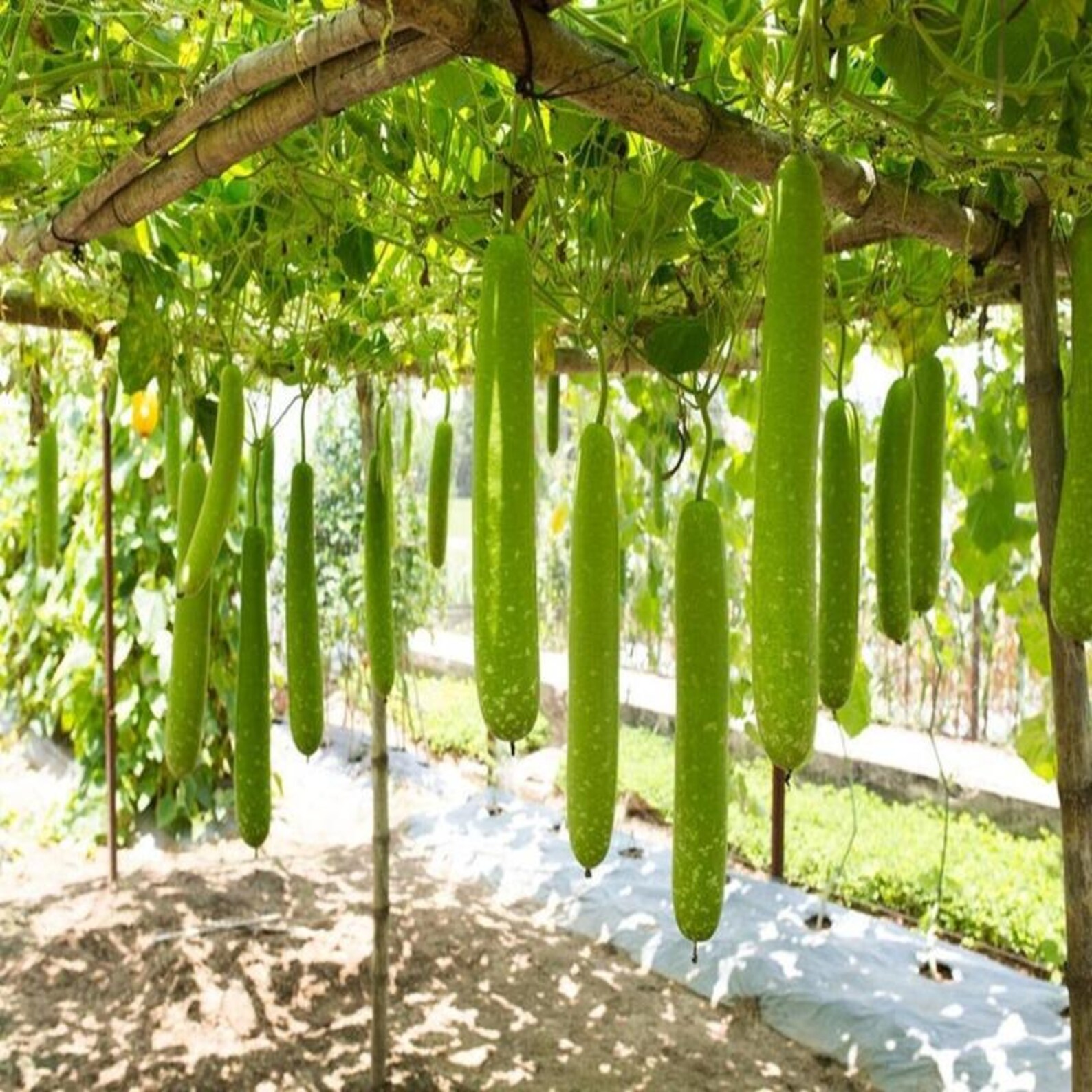 30 Organic Bottle Gourd Seeds, Edible Fruit, Ornamental Vine, Garden ...