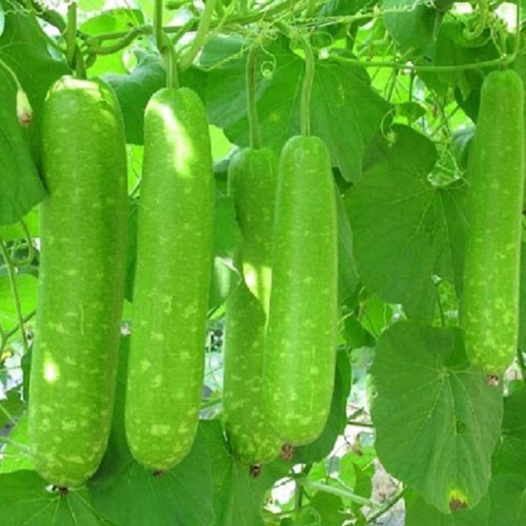 30 Organic Bottle Gourd Seeds, Edible Fruit, Ornamental Vine, Garden ...