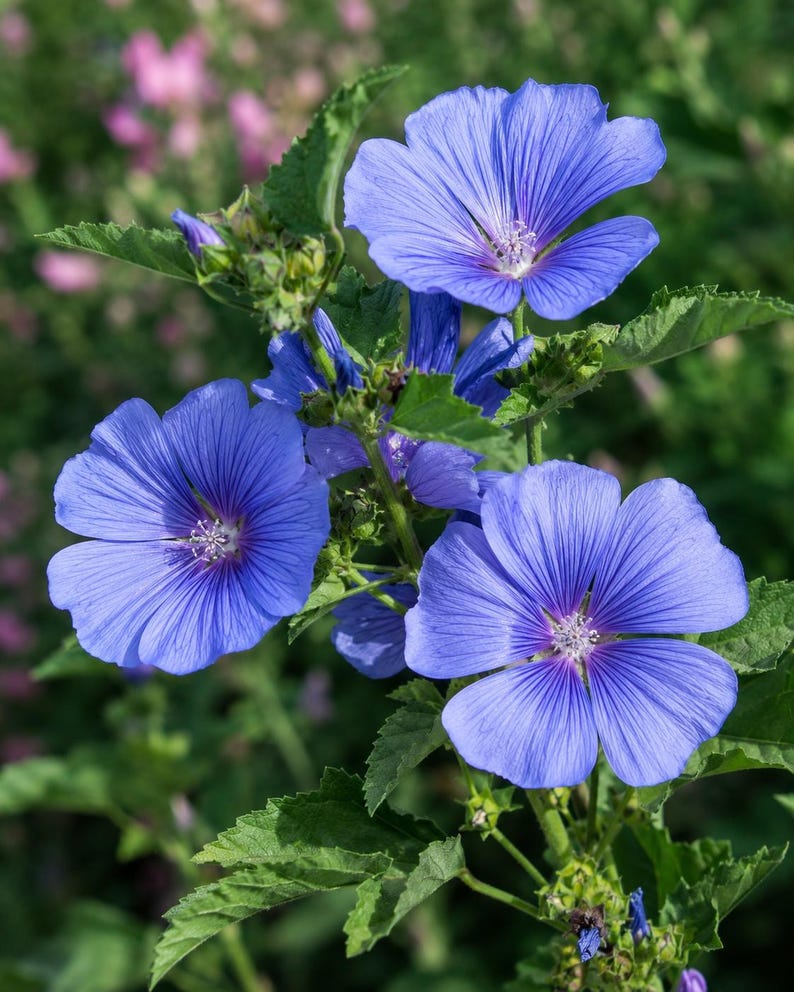 Blue Mallow Flowers Tea, Dried Malva Sylvestris Flower, Loose Leaf ...