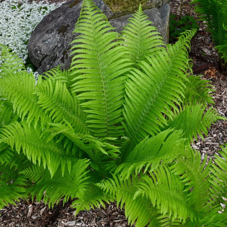 10 Ostrich Fern Bare Roots, Shade Garden Woodland Plant, Matteuccia ...