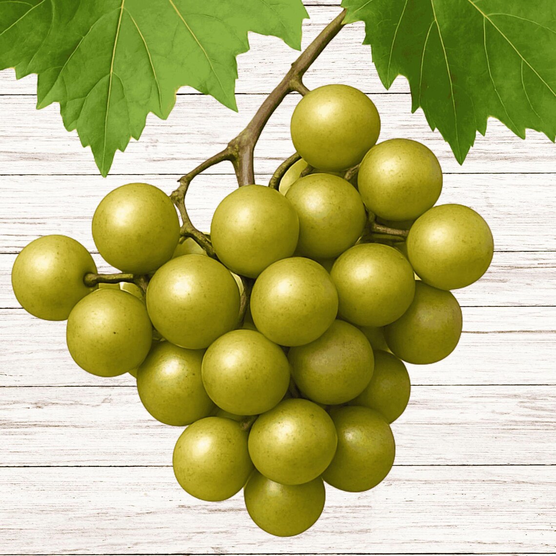 Summit Muscadine Grape Vine, Female Bronze Grapes, High Yield Bare Root ...