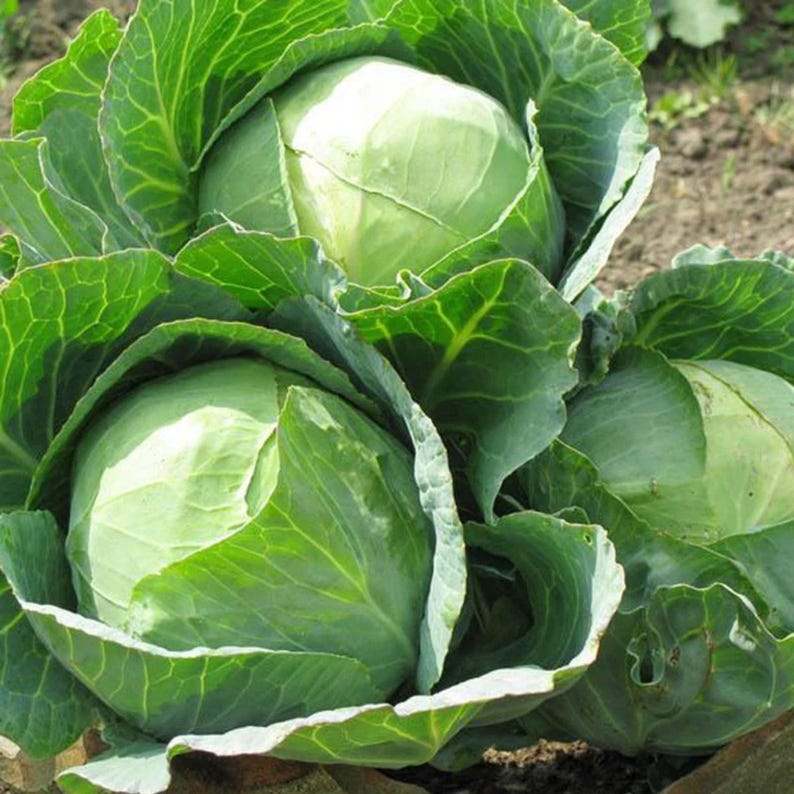 Golden Cross Cabbage Live Plants, Hybrid Garden Variety, 6-inch Tall - Etsy