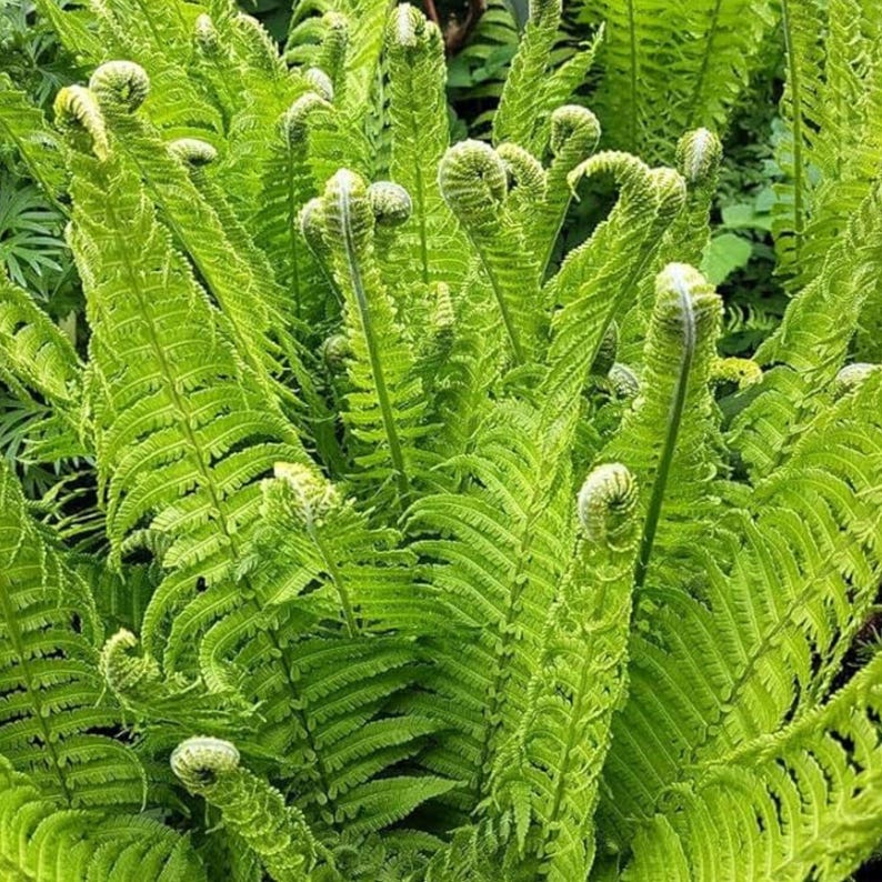 10 Ostrich Fern Bare Roots, Shade Garden Woodland Plant, Matteuccia ...