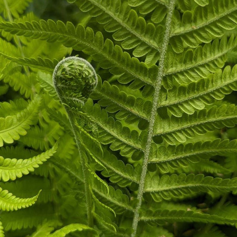 10 Ostrich Fern Bare Roots, Shade Garden Woodland Plant, Matteuccia ...
