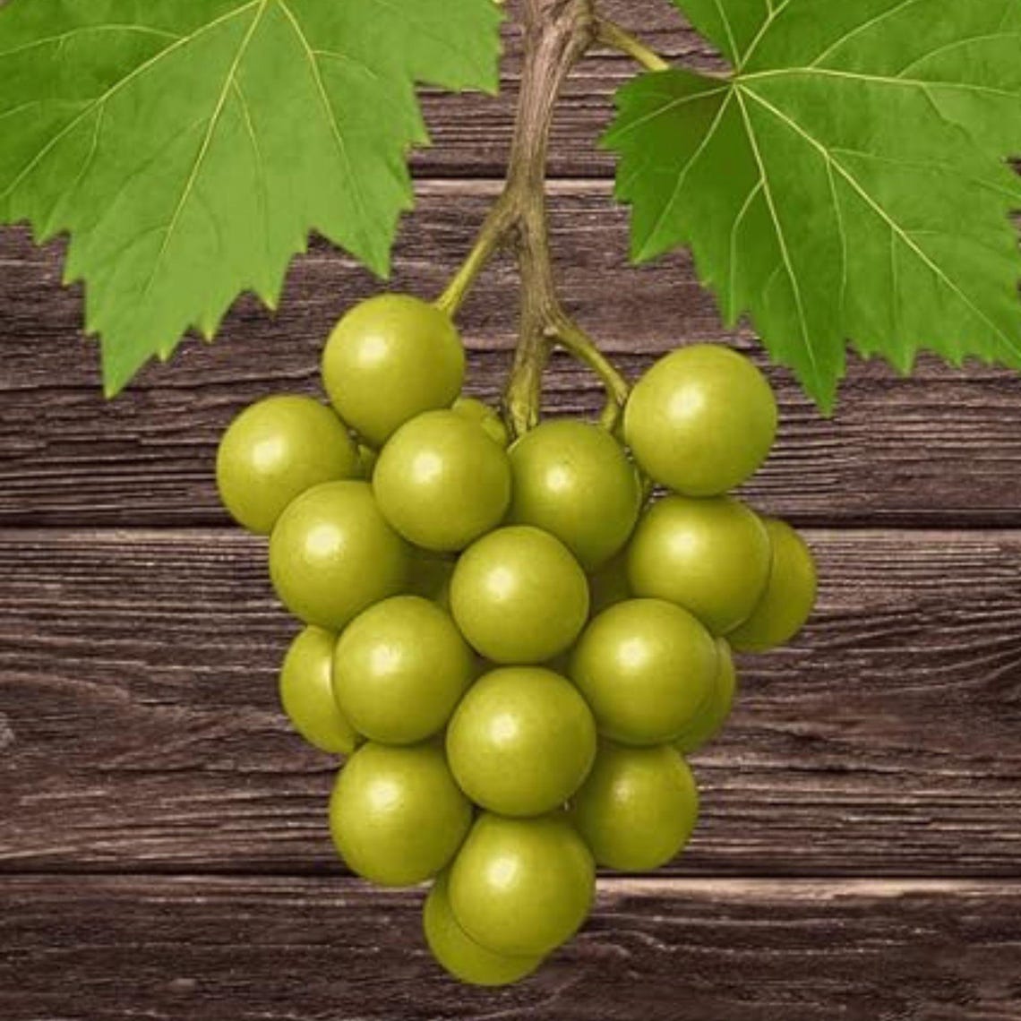 Summit Muscadine Grape Vine, Female Bronze Grapes, High Yield Bare Root ...
