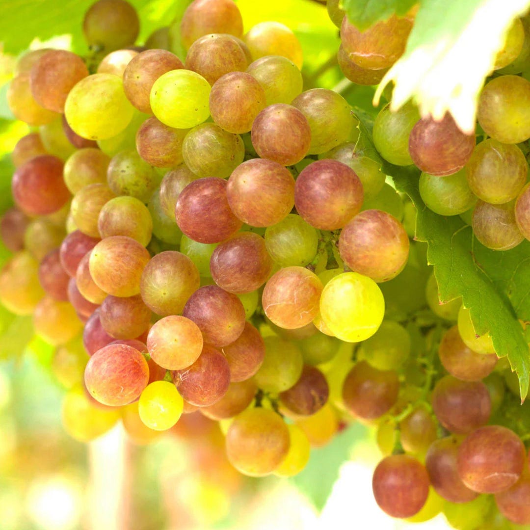 Summit Muscadine Grape Vine, Female Bronze Grapes, High Yield Bare Root ...