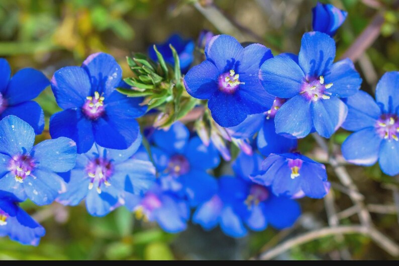 100 Blue Scarlet Pimpernel Seeds, Anagallis Flower, Easy to Grow - Etsy