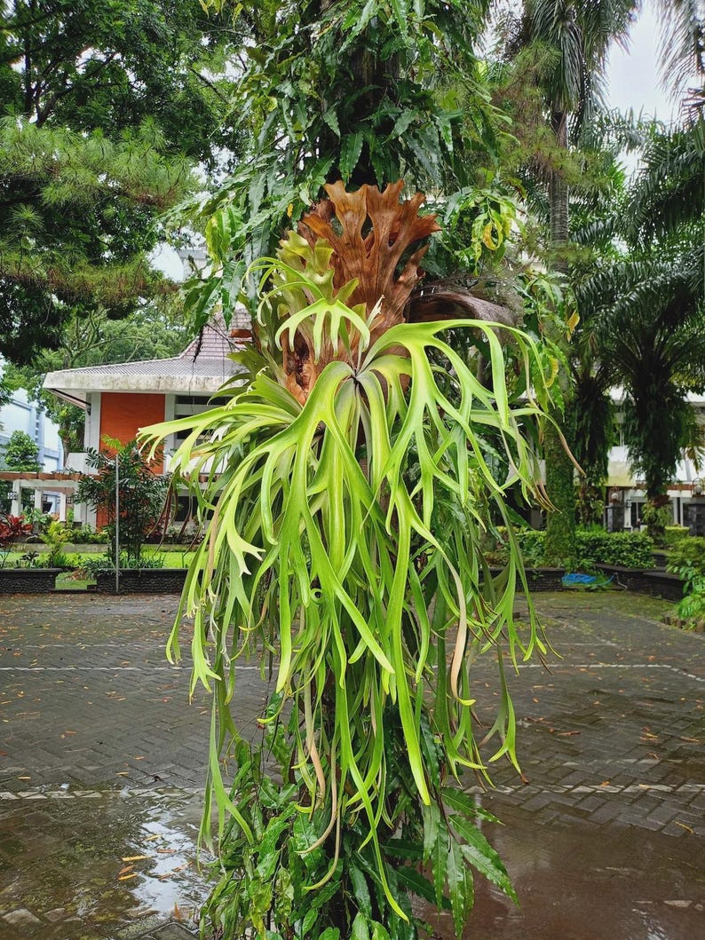 Staghorn Fern Spores 500+ Platycerium Garden Grow Pack - Etsy