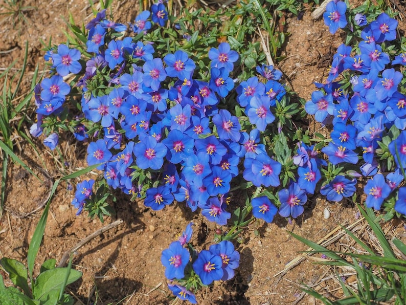 100 Blue Scarlet Pimpernel Seeds, Anagallis Flower, Easy to Grow - Etsy